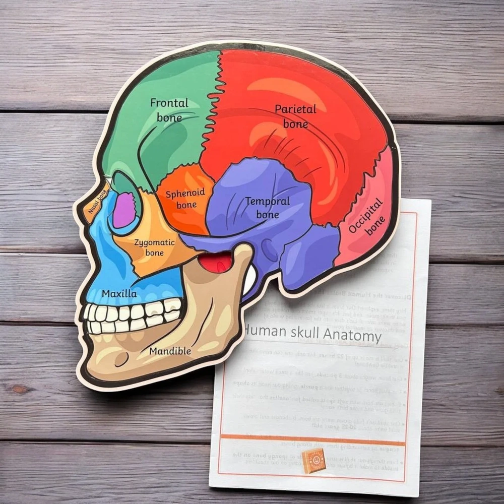 Skull Anatomy Model for Kids | Educational Science Learning Toy
