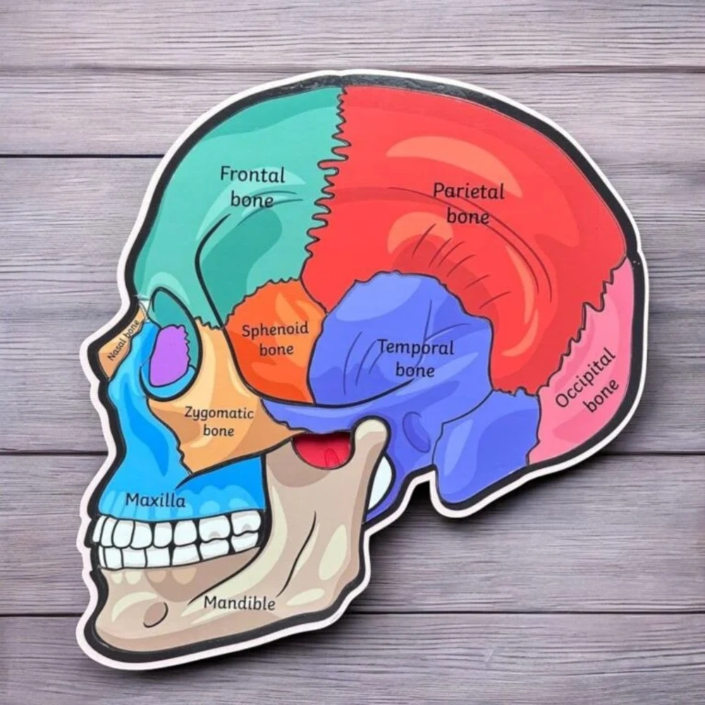 Skull Anatomy Model for Kids | Educational Science Learning Toy