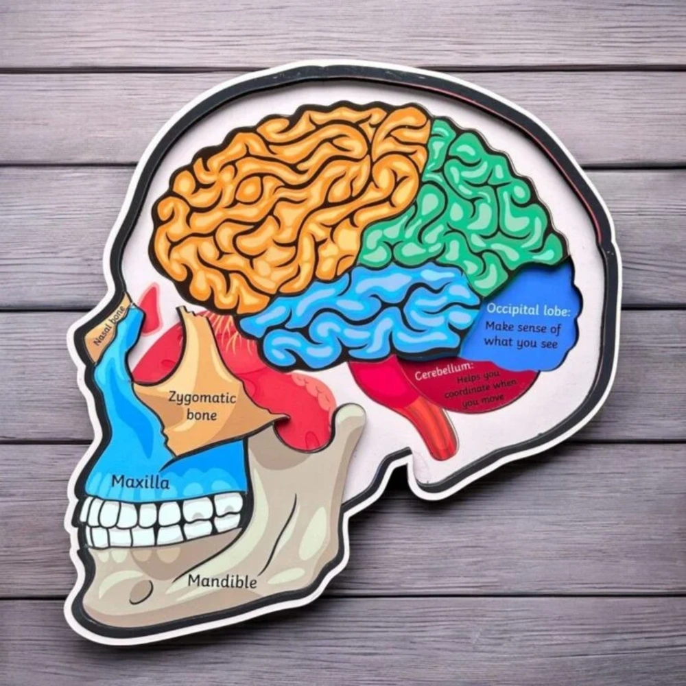 Skull Anatomy Model for Kids | Educational Science Learning Toy