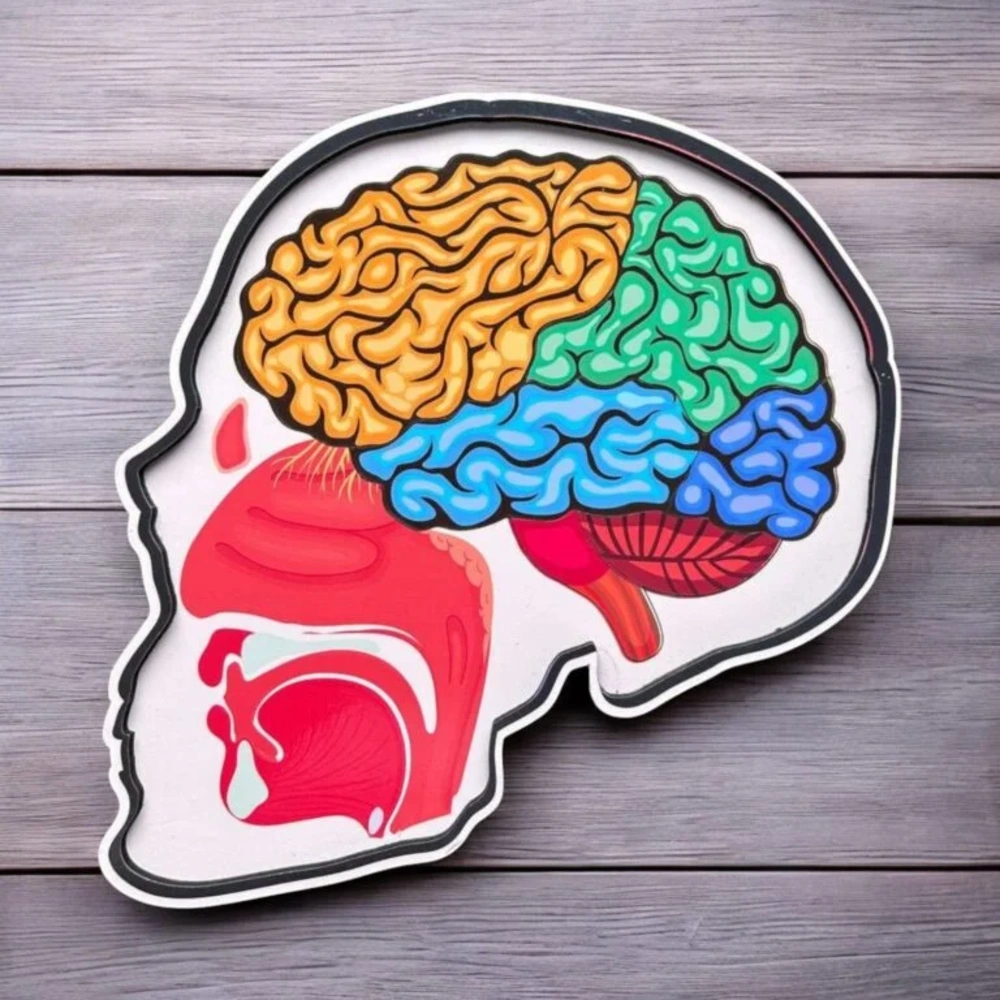 Skull Anatomy Model for Kids | Educational Science Learning Toy